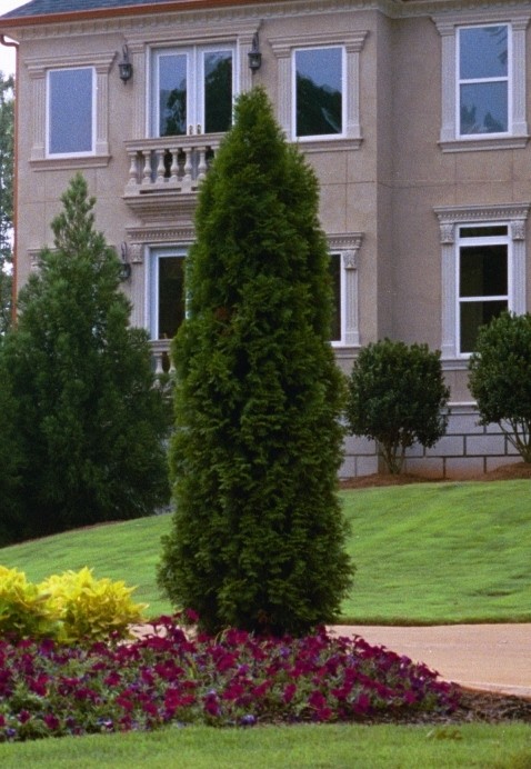 Columnar Plants Add Interest To Any Landscape - Arborvitae