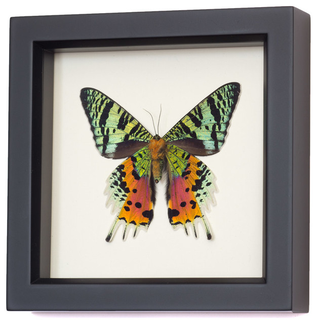 Framed Sunset Moth (underside) Display - Contemporary - Mixed Media Art ...