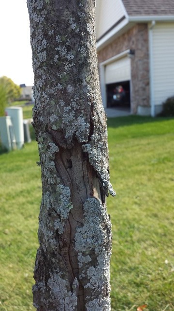 Sick looking maple tree