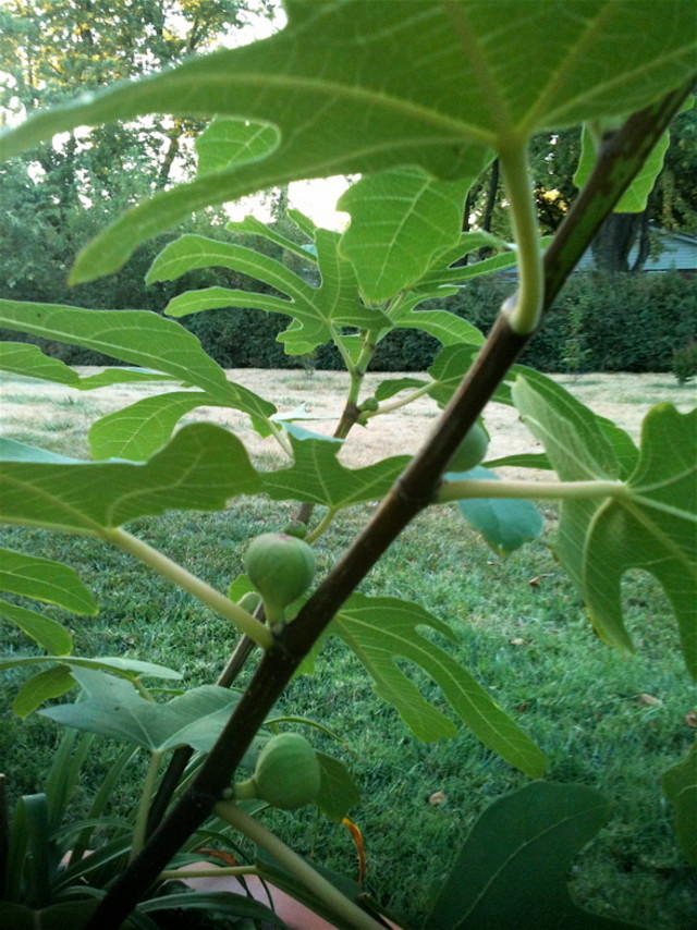 Ronde de Bordeaux fig tree