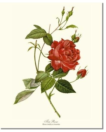 Vintage Botanical Rose Art Print: Tea Rose, 5x7 Print - Traditional ...