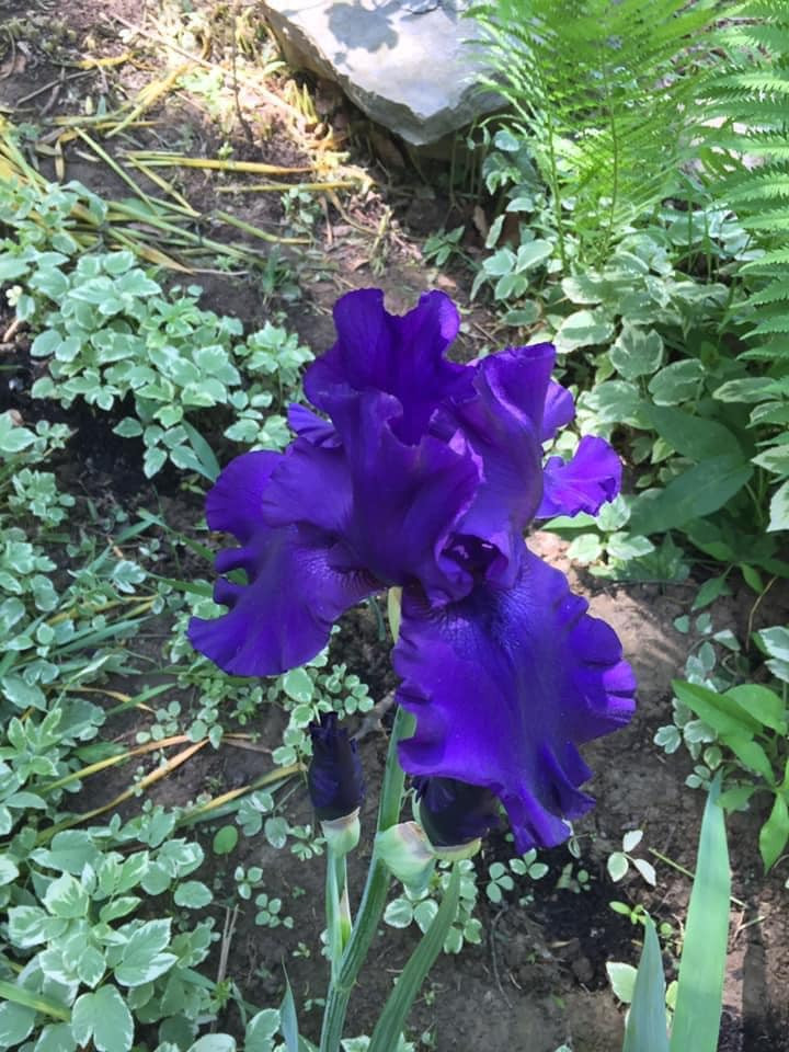 Iris Identification?