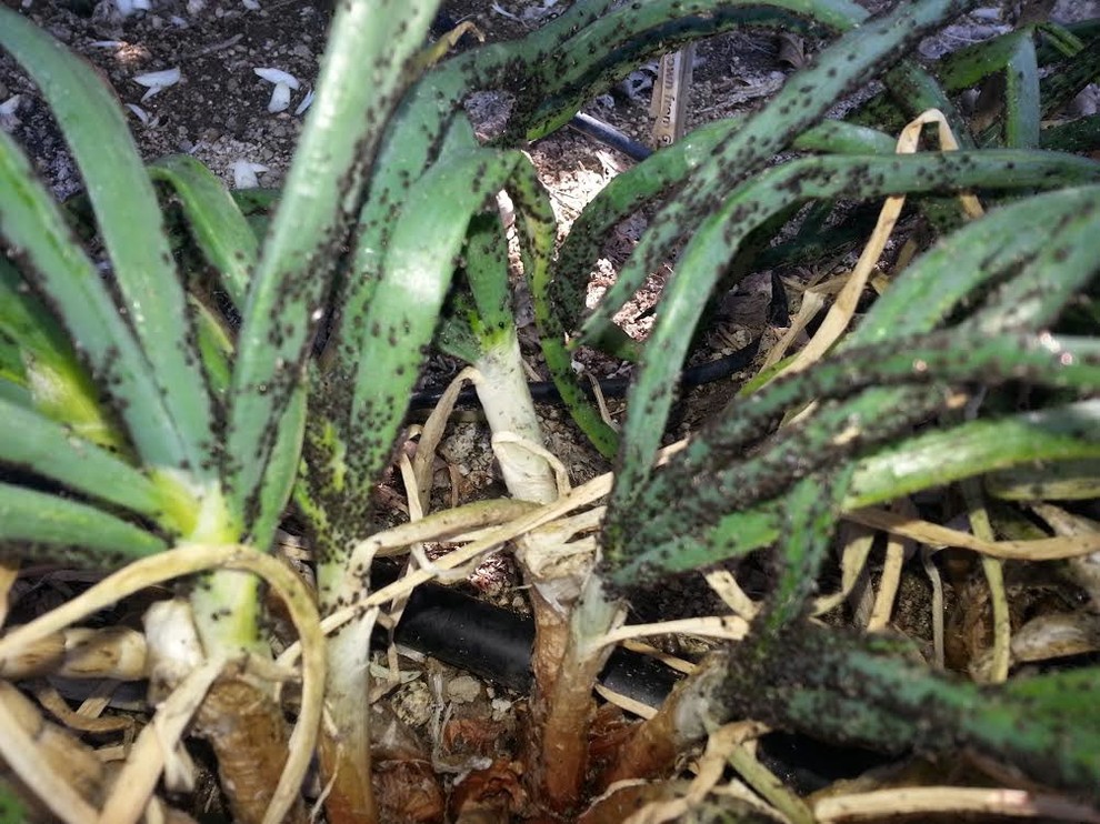 Infested Walking Onion Plants - Aphids?