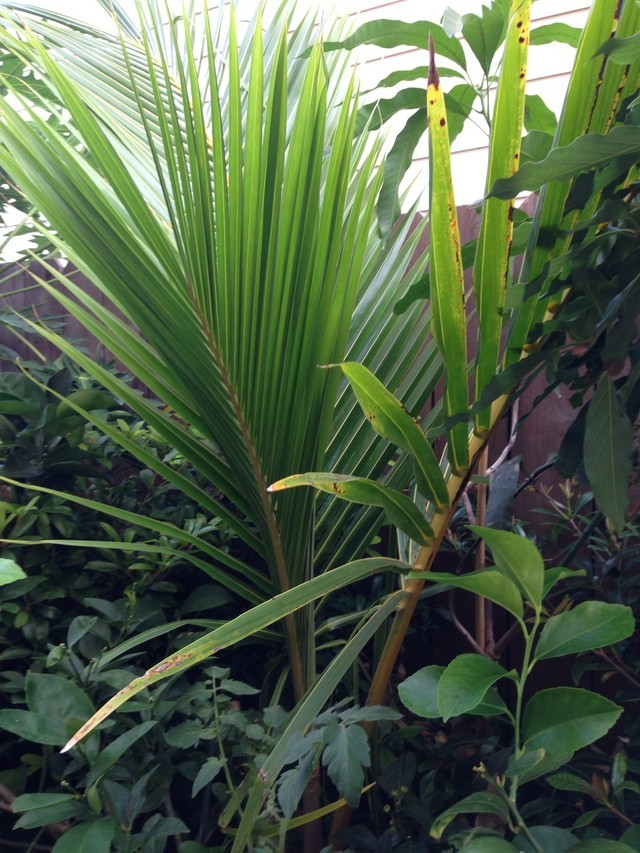 Palm tree identification