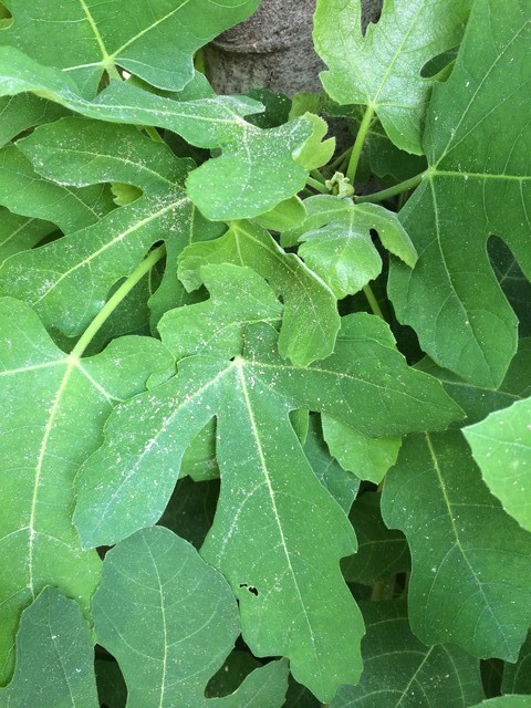 fig tree identification by leaf