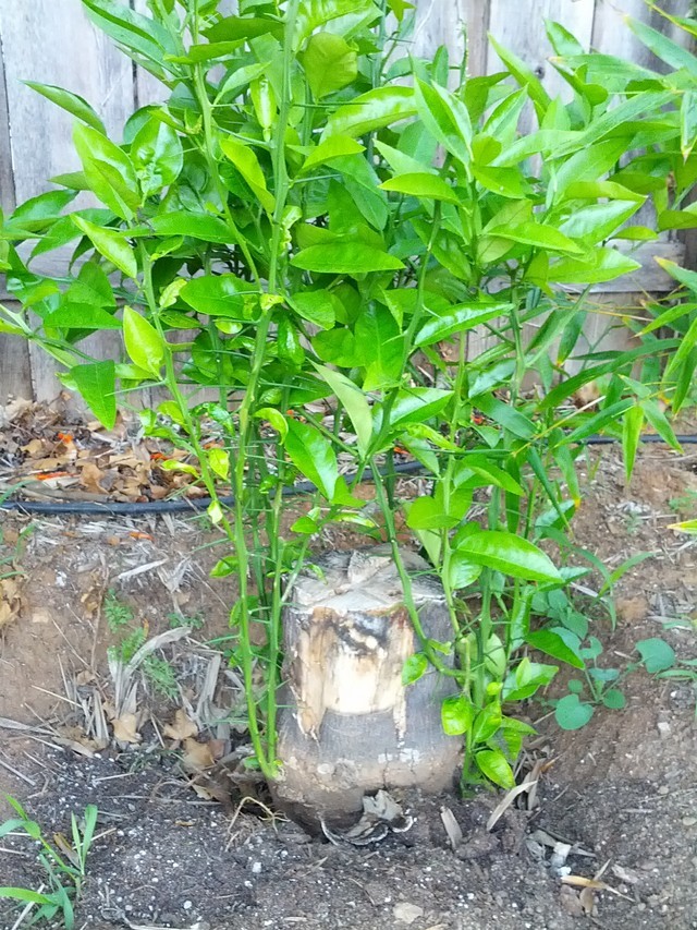 Chopped off mandarin tree is now sprouting