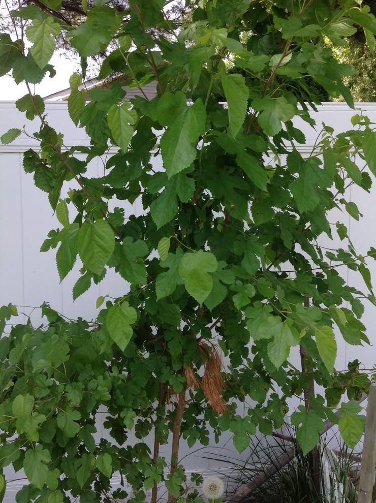 Unwanted trees, a few of them showed up in my garden - fast-growing!