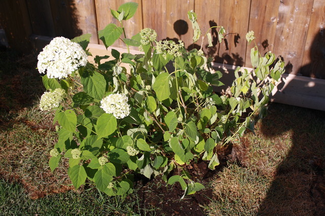 Help! Hydrangea is half dead!
