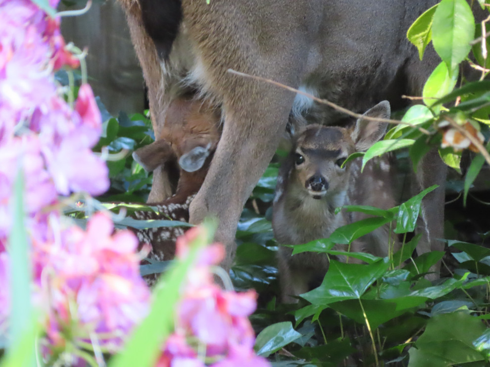 OT - South end of a doe serving breakfast..