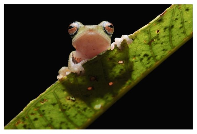 "Masked Treefrog, Sarawak, Borneo, Malaysia" Paper Print by Ch'ien Lee ...