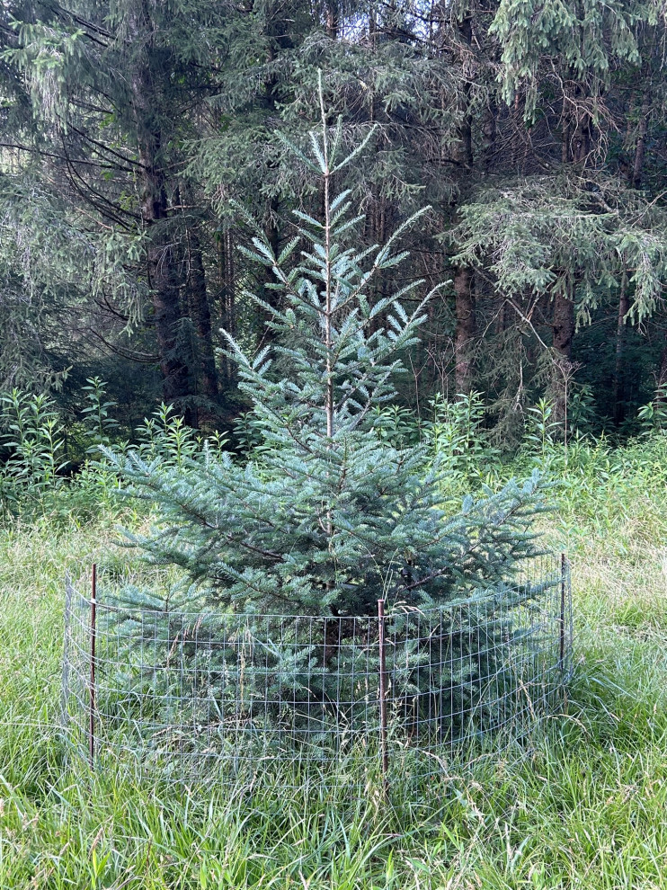 Anyone growing Vejar's fir ? | Houzz Forum