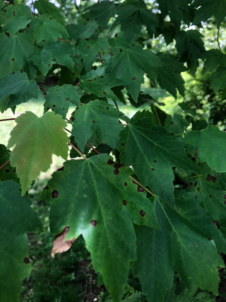 Maple tree sick?