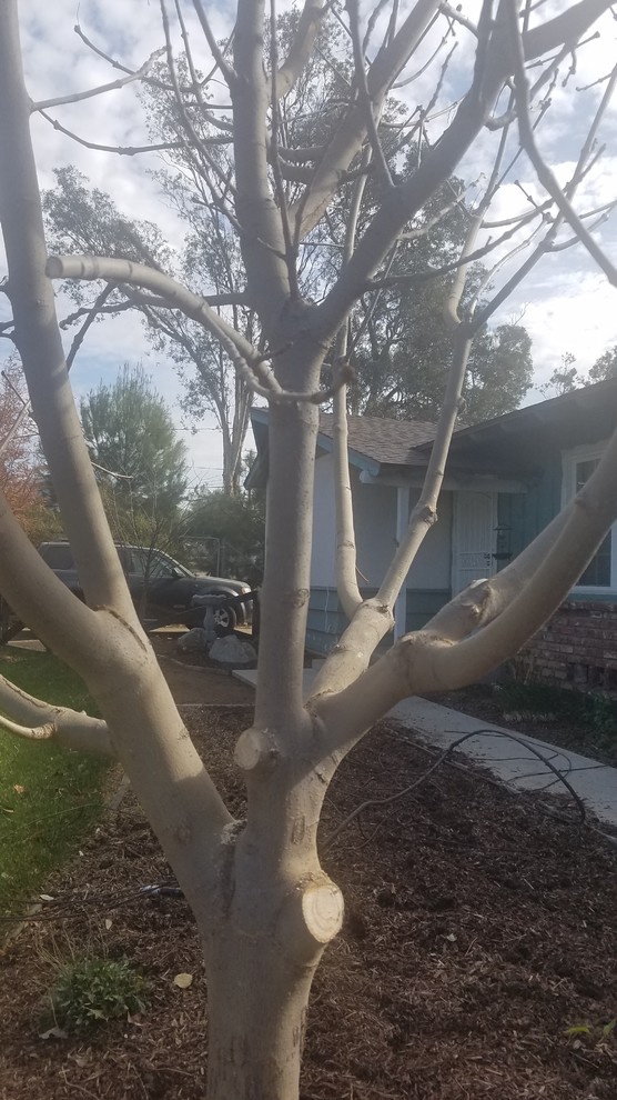 Autumn Purple Ash Tree Pruning Help. | Houzz Forum