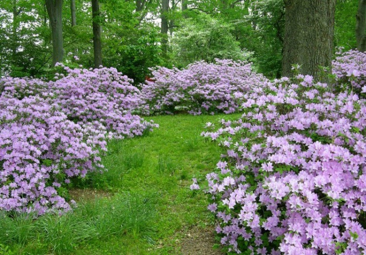 Recommend a light lavender purple azalea!