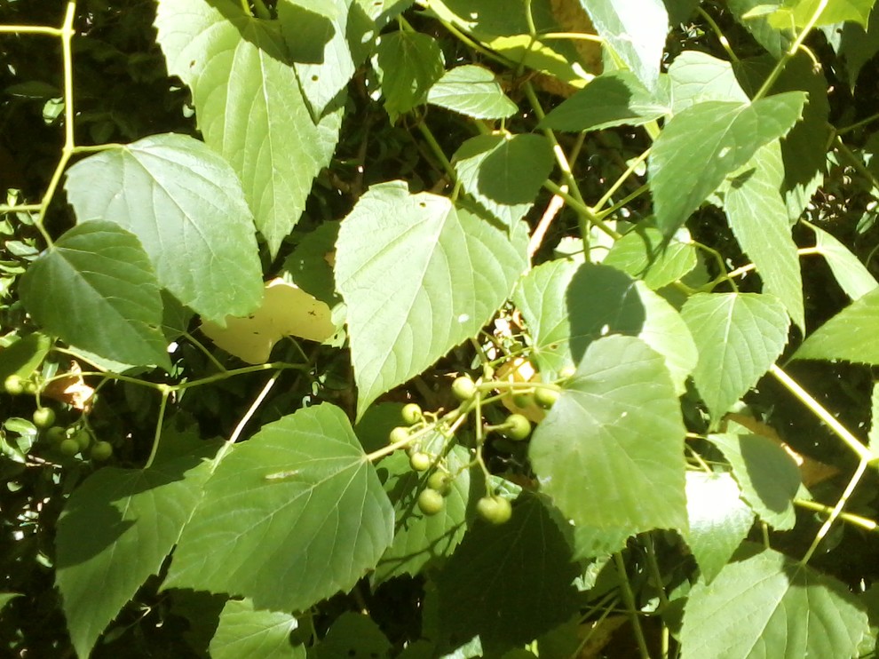 Large leaf vine with berries