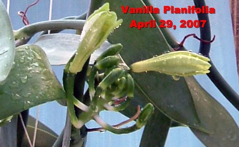 Vanilla first blooms