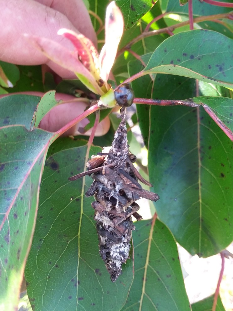 What insect structure on persimmon