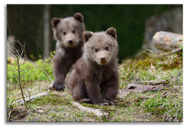 Baby Grizzly Bear Cub Behind Tree In Meadow Wildlife Photo Canvas Wall ...