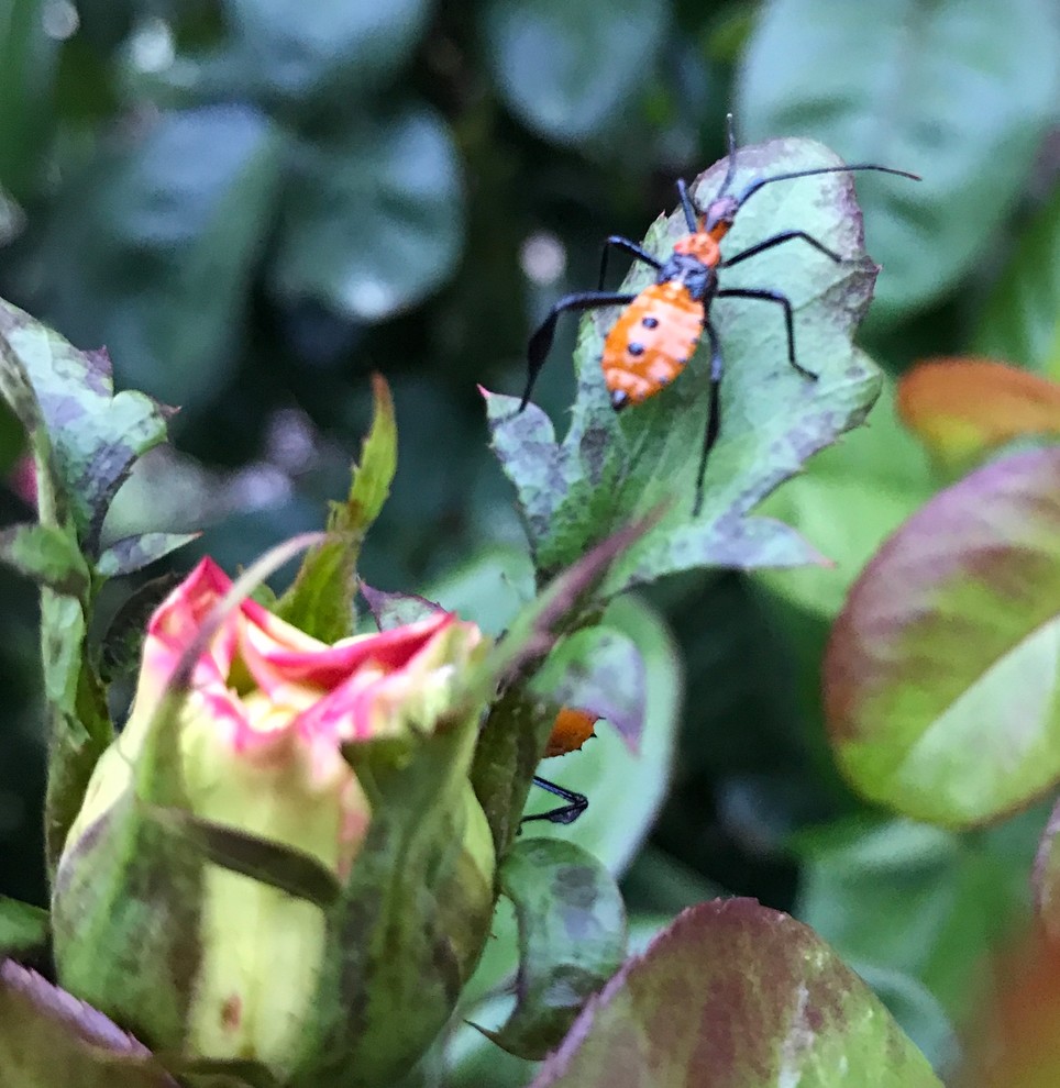 Is this bug a friend or foe?