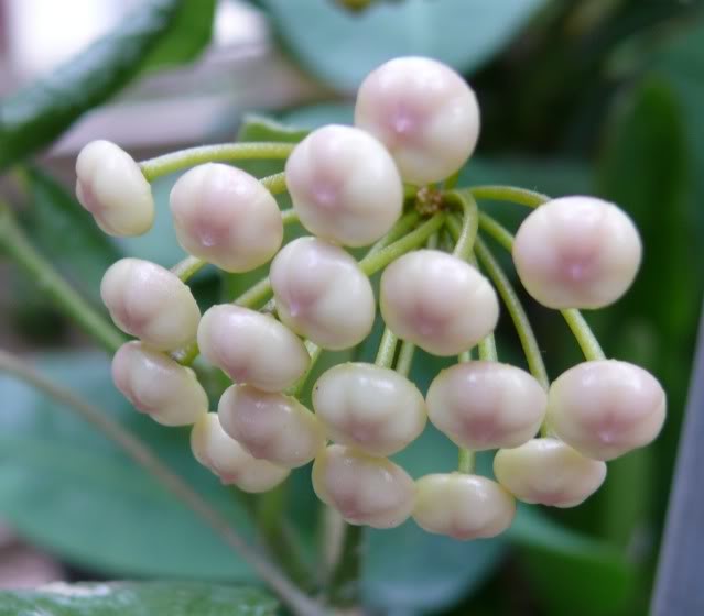 Hoya square leaf - Hoya rotundifolia
