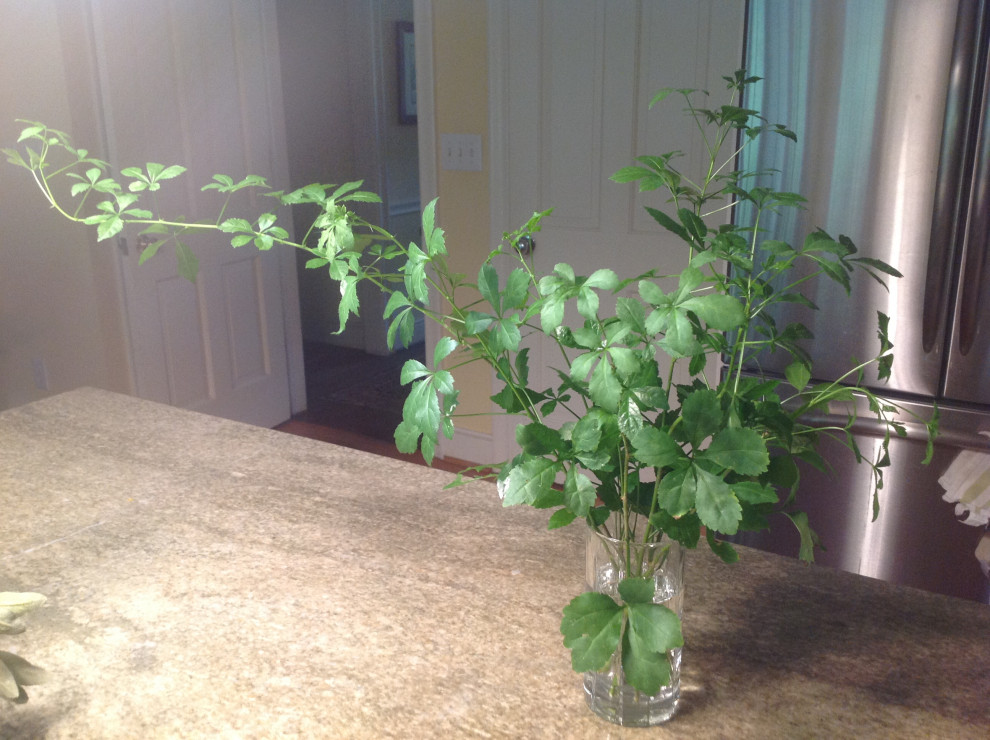 5-leaf vine with a single thorn (sticker) at the leaf nodes.