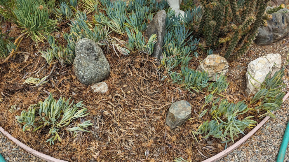 Senecio "Blue Chalk Fingers" Large Die Off