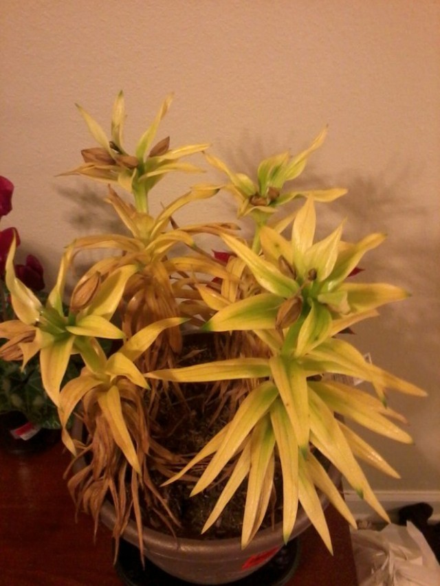 What the heck happened to my hybrid lilies