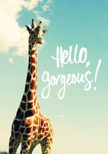 Hello Gorgeous Giraffe, 16x24 - Contemporary - Prints And Posters - by ...