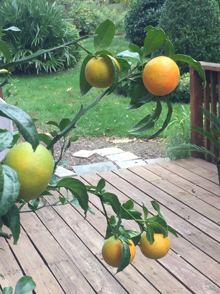 US-852 hardy Citrandarin