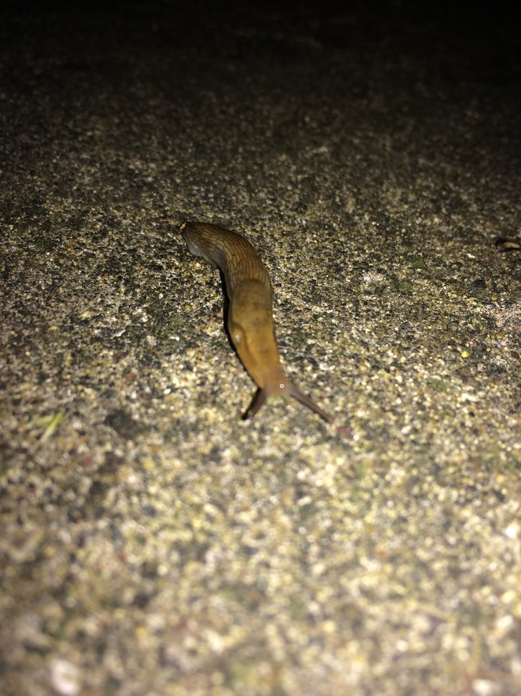 Know your Slugs?