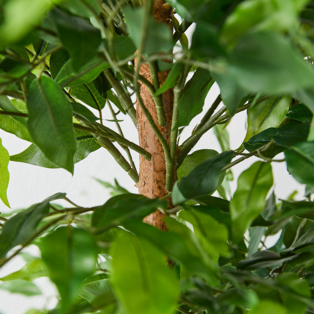 5' Creative Shaped Faux Ficus Tree in Pot - Traditional - Artificial ...