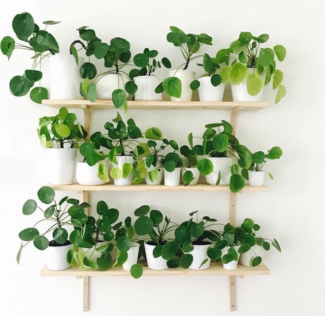 How to Grow Pilea, an Easygoing, High-Impact Houseplant