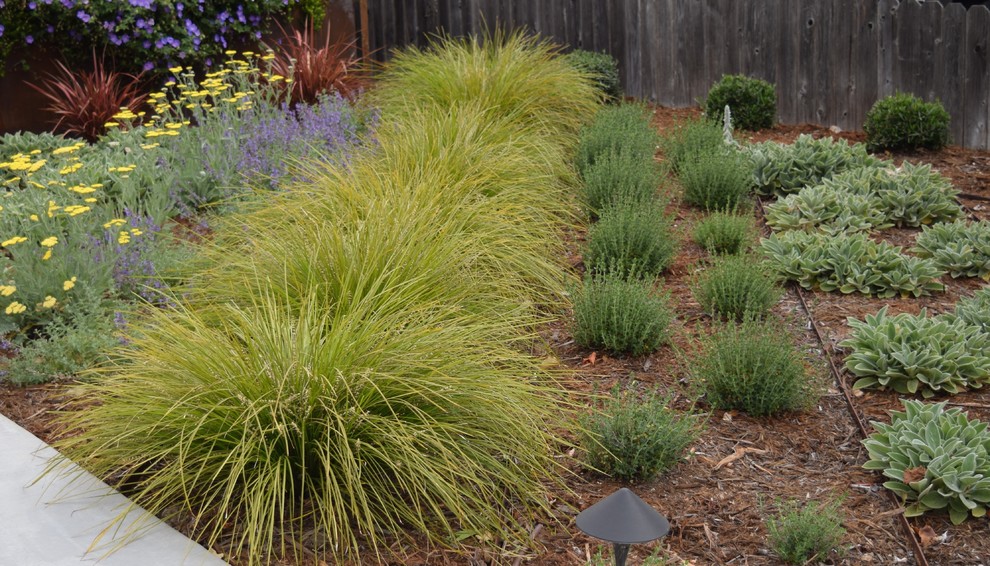 Lawn was replaced with diagonal plantings of drought tolerant grasses ...