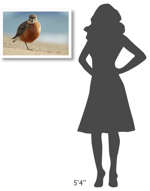 "Red-breasted Plover, Coromandel Peninsula, New Zealand" Paper Art, 20 ...