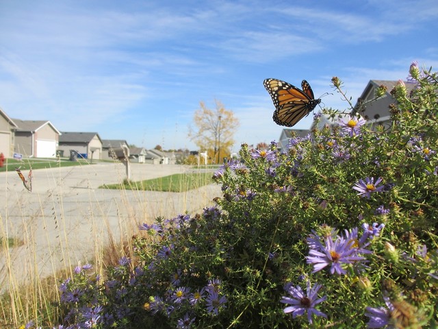 Reflections From a Year in the Native Garden