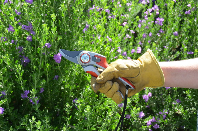 Trim Time: Shape Up Your Garden With Proper Pruning Practices | Houzz AU