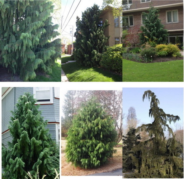 What is this variety of Weeping Alaskan Cedar Called