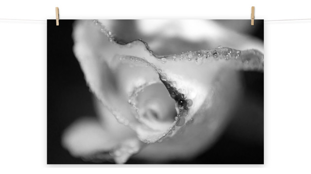 Infrared Rose Nature Photography, Floral Unframed Wall Art Print, 12" X ...