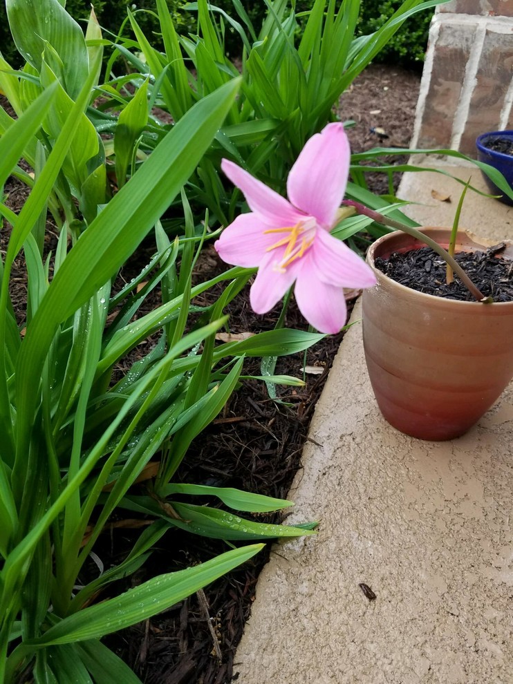 Turkish flower?