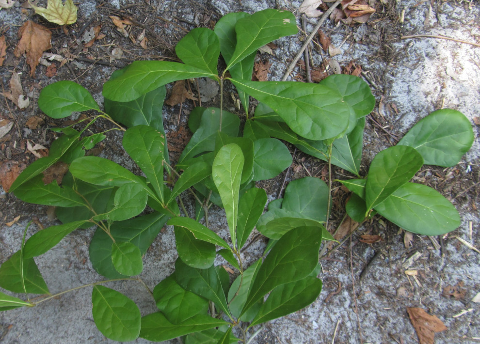 Is this Quercus arkansana / Arkansa Oak