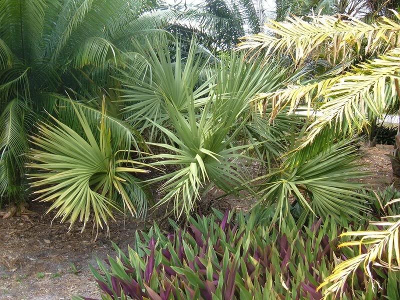 Sabal miamiensis - the forgotten dwarf.