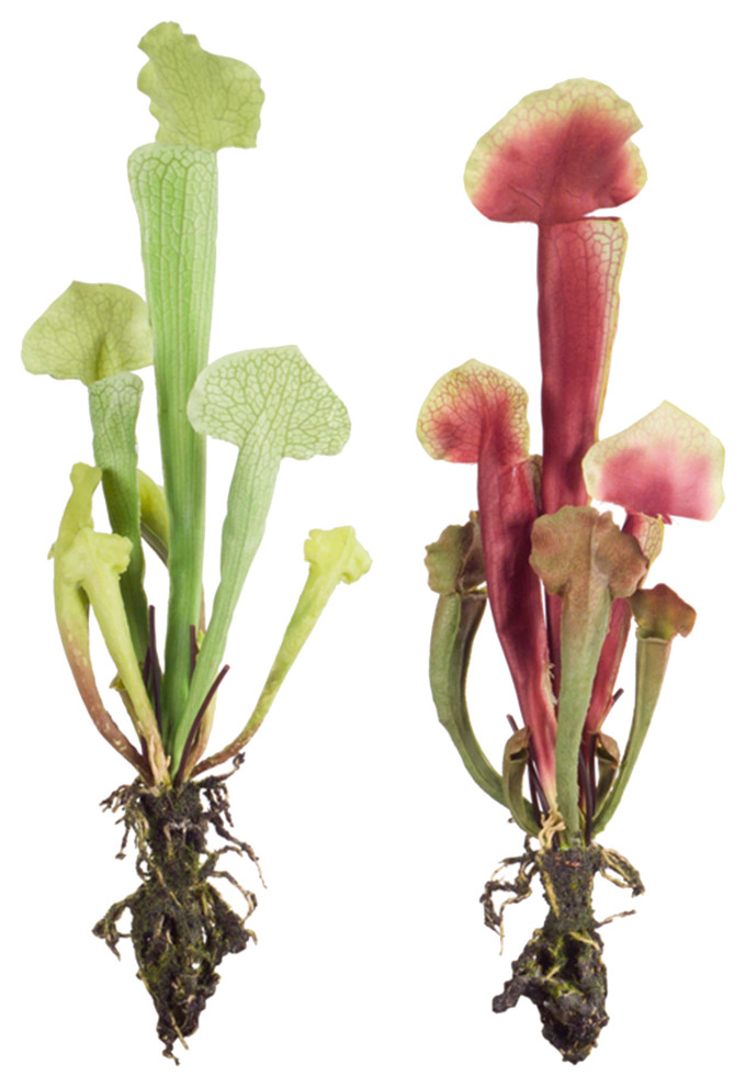 Melrose Decorative Cobra Lily Plant (Set Of 12), Polyester/Plastic ...
