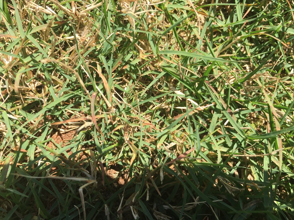 Bermudagrass...Infected?