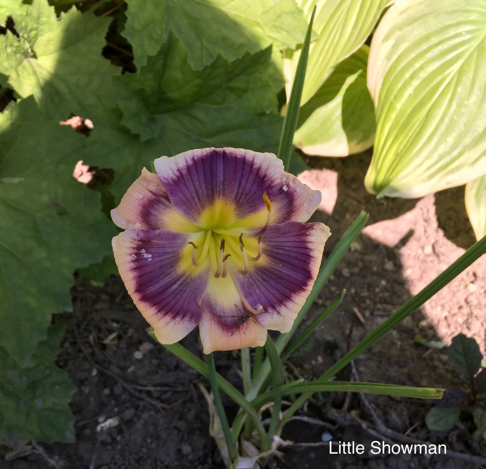First bloomers for you in 2017 | Houzz Forum