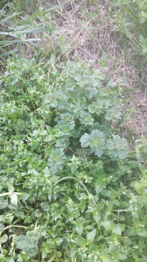 Weed identification