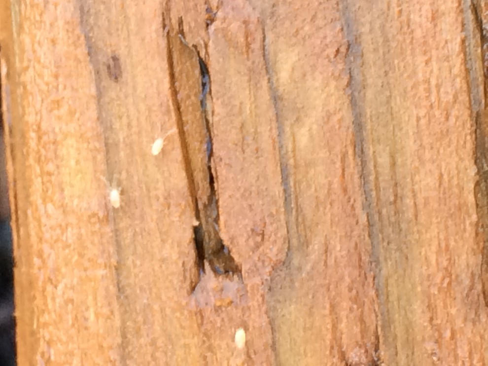 Tiny white bugs in soil.