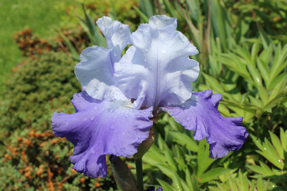 Iris Alphabet - M | Houzz Forum