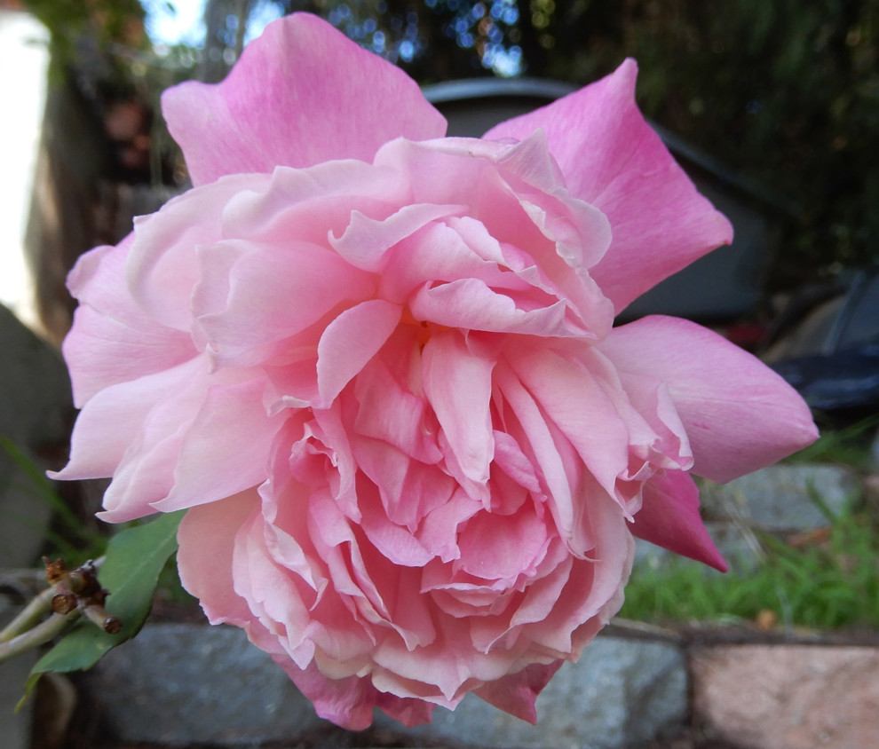 "Florence Bowers Pink Tea"