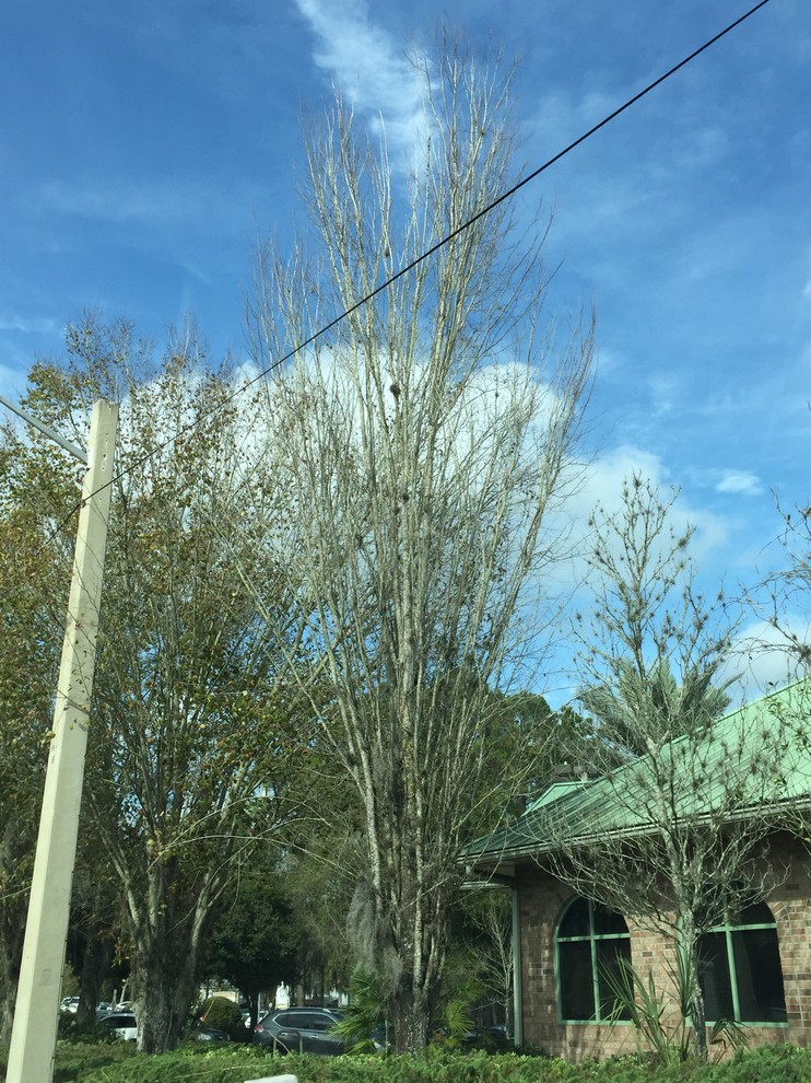 Fastigiate American elm