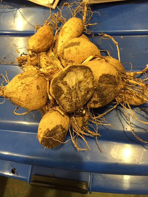 Is it safe to store broken dahlia tubers?